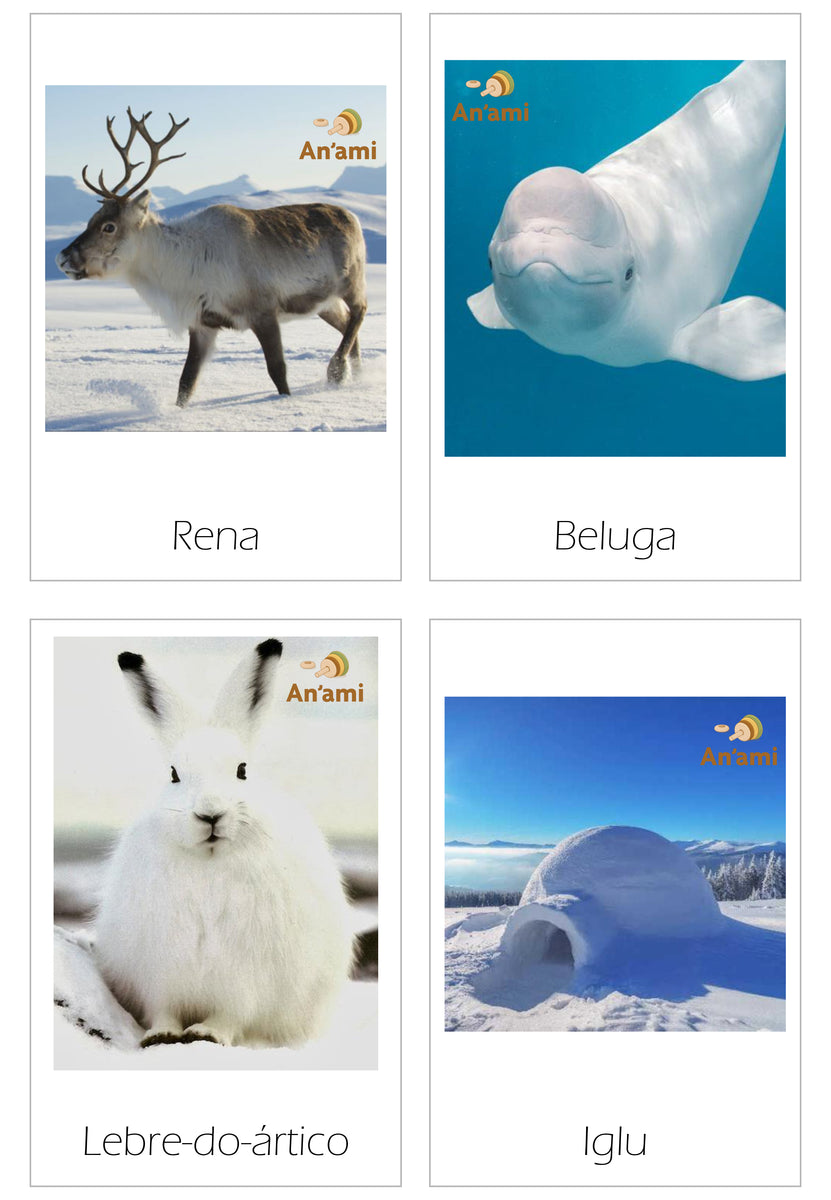 Cartões: Animais do Ártico 2 – An'ami Loja Online